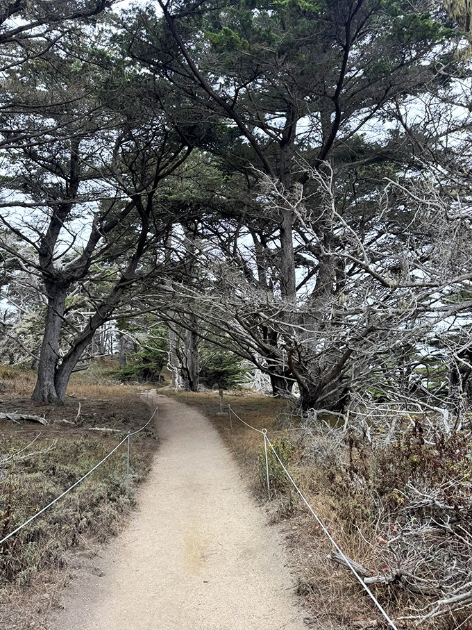 The path less traveled? Maybe not, but with sentinels like these standing watch, who cares about originality when magic awaits around every bend?