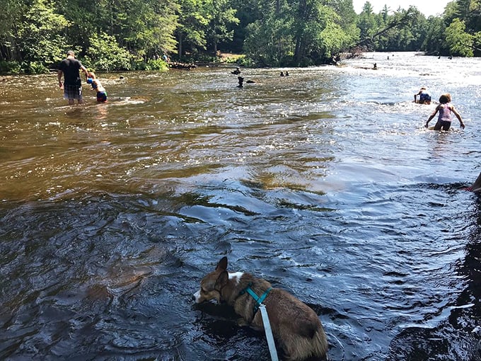 The perfect summer cool-down spot where even four-legged friends can enjoy Michigan's version of a natural water park.