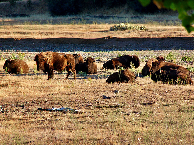 These bison grazing peacefully near Red Bluff offer a glimpse into California's wild heritage&mdash;nature's reminder that not everything needs to move at Silicon Valley speed.