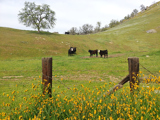 Just minutes from downtown, rolling hills and grazing cattle create a pastoral scene that feels worlds away from urban California living.