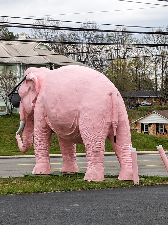 Even from behind, Ellie's rosy silhouette commands attention against the suburban backdrop, proving that some attractions deserve a 360-degree appreciation.