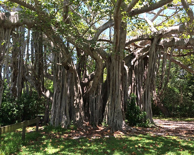 Nature's architectural masterpiece: This ancient banyan tree, with its dramatic aerial roots, has been perfecting its pose since before Instagram was even a concept.