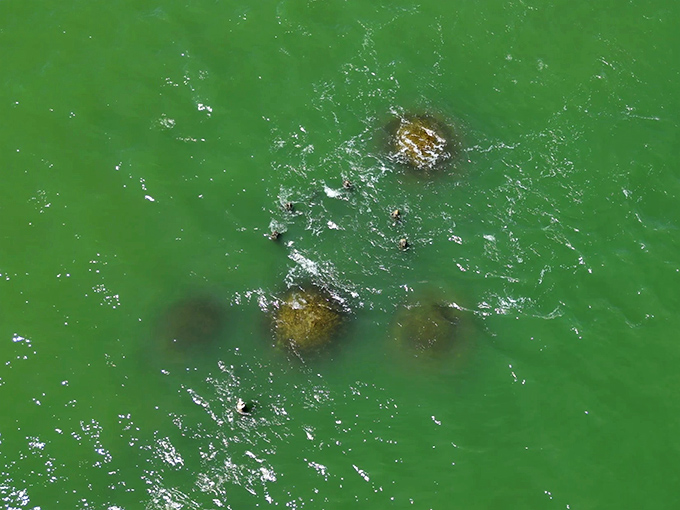 From above, the emerald waters reveal the domes' secret underwater world, where fish dart between stilts like commuters in a submerged metropolis.