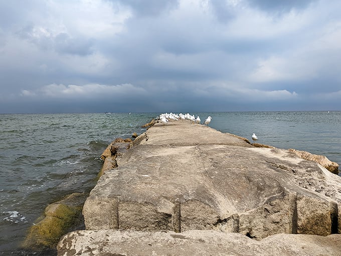 Seagull convention in session! These feathered philosophers gather on the breakwall, contemplating life's big questions or just eyeing your sandwich.