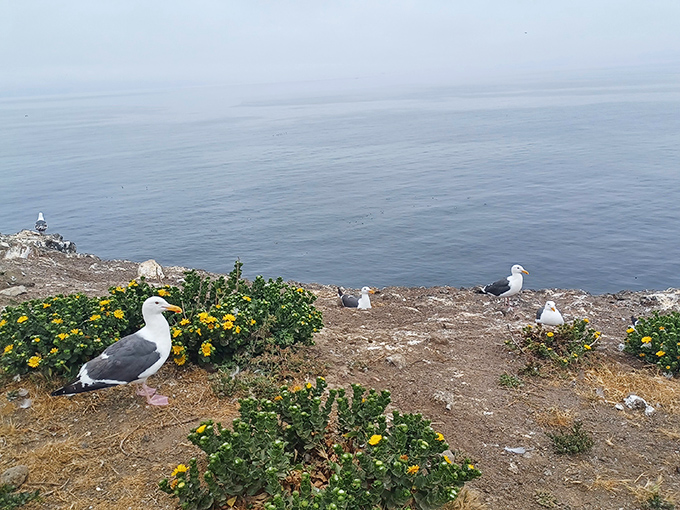 Western gulls have claimed this island paradise as their personal country club with ocean views.