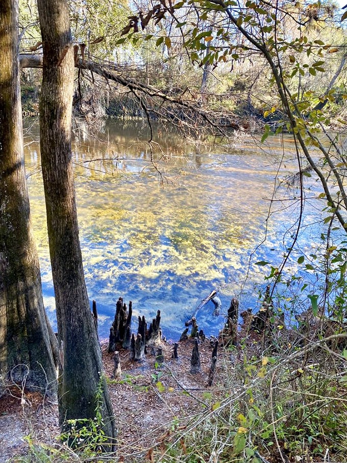 Cypress knees poke through the sandy shore like nature's own sculpture garden, framing the spring's mesmerizing blue depths.