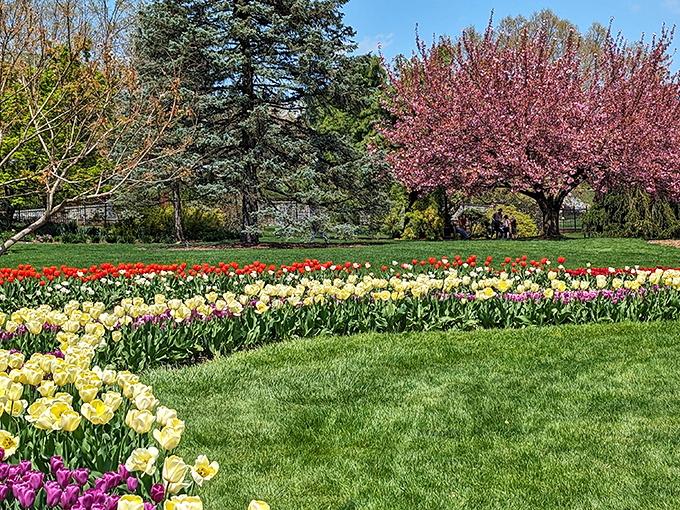 Spring's greatest hits album, featuring chart-toppers in yellow, purple, and red. These tulips don't need Auto-Tune to make your heart sing.