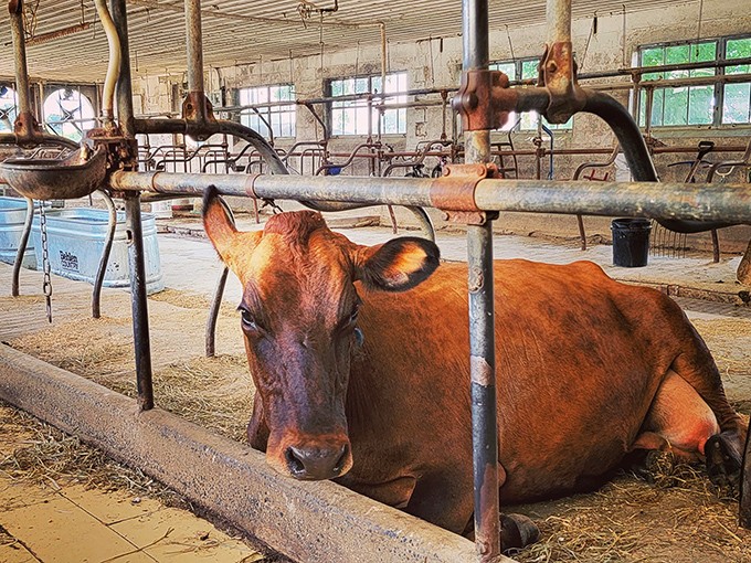 This contemplative cow might be judging your city slicker ways while enjoying her straw bed in the barn.