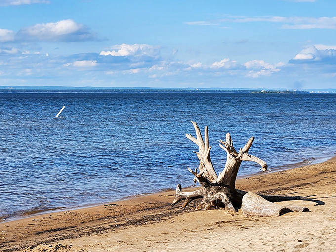 Nature's own sculpture garden &ndash; this weathered driftwood sentinel has witnessed countless Superior sunsets while keeping watch over Brimley's shores.