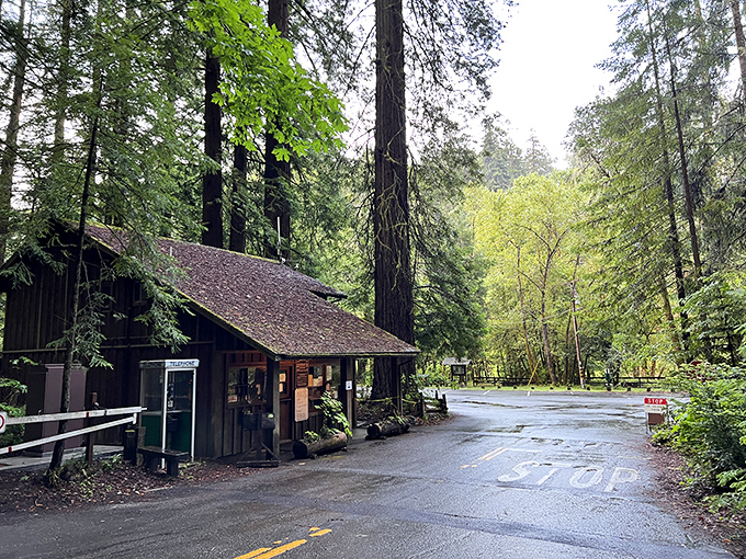 This humble ranger station, nestled among giants, serves as the unassuming gateway to adventures that Instagram filters simply cannot capture.