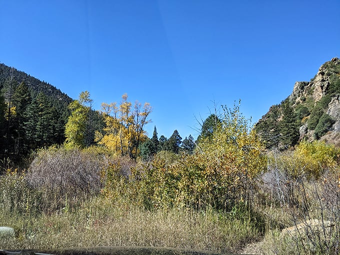 Fall's golden touch transforms Cimarron Canyon into nature's art gallery. These aspens don't need Instagram filters &ndash; they're showing off their natural bling.
