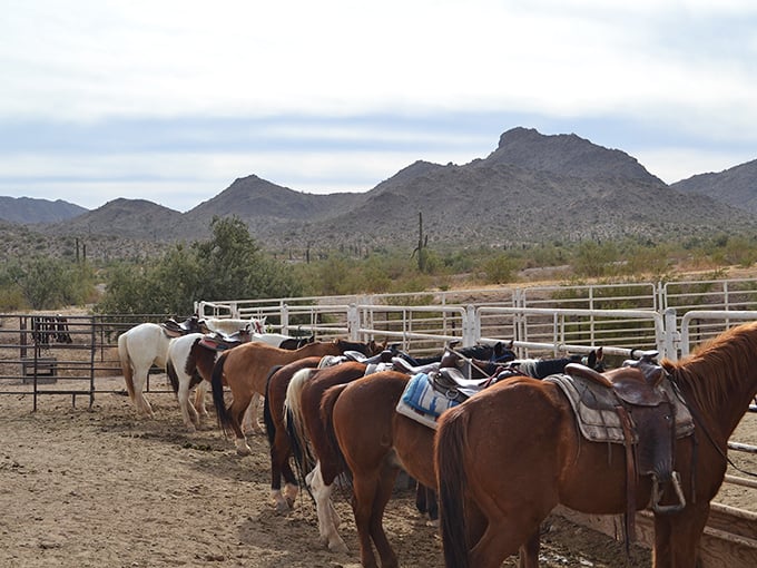 These patient steeds are ready for their close-up, lined up like they're auditioning for a Western. Saddle up for a different perspective on the desert.