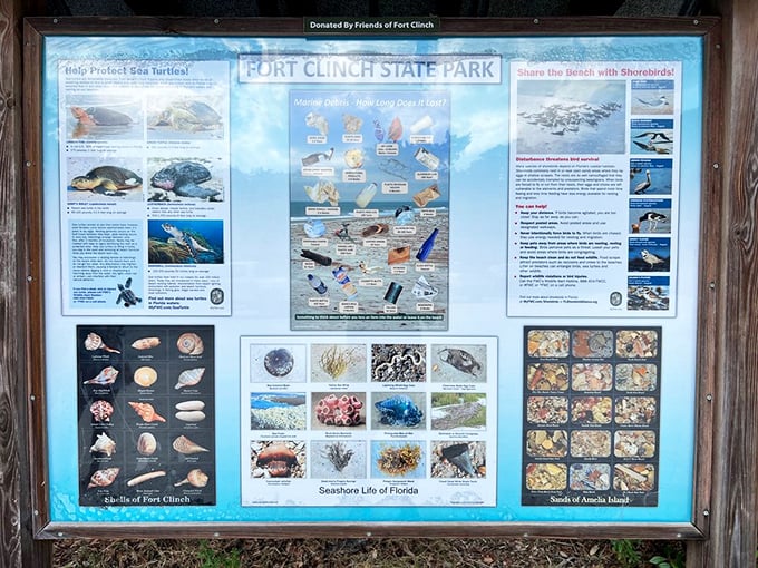 Nature's field guide to coastal Florida. Who knew education could look this colorful? Seashells, sea turtles, and marine debris all get equal billing.