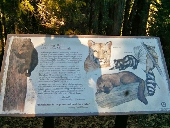 Meet the elusive residents of Castle Crags – mountain lions, bears, and ringtails who've mastered the art of social distancing long before it was trendy.