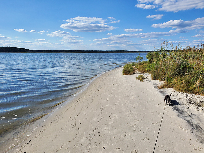 The bay side's tranquil waters offer a perfect counterpoint to the ocean's drama. Even dogs appreciate the serenity!