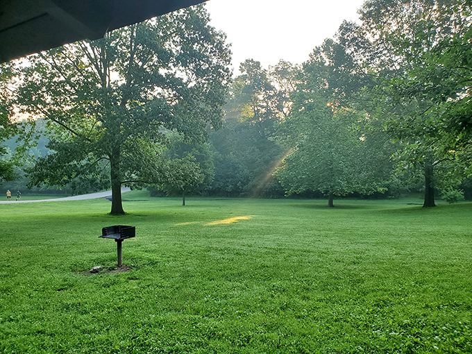 Morning sunlight creates nature's spotlight on this grassy clearing. The perfect stage for family picnics or impromptu naps.