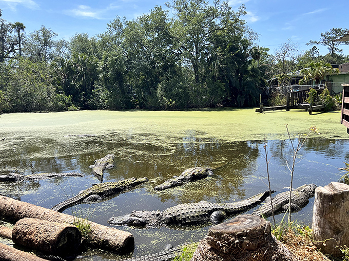 Alligator sunbathing club in session. These prehistoric reptiles lounge with the casual confidence of creatures who've survived 200 million years of evolution.