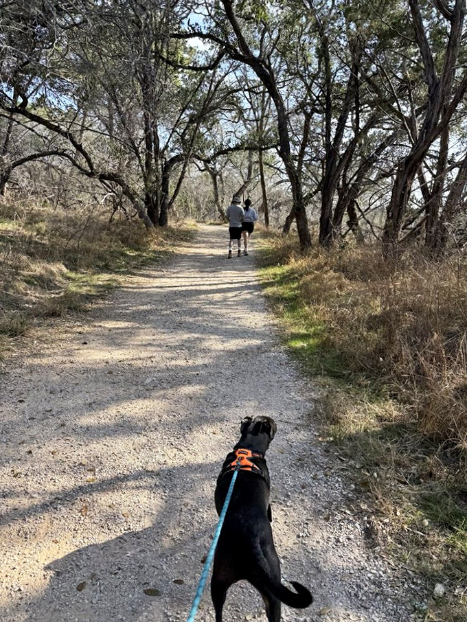 Four-legged explorers welcome! This shaded trail offers the perfect adventure for you and your canine companion to discover Texas wilderness together.