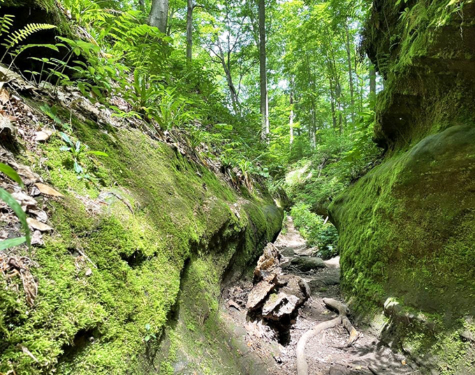 This moss-draped ravine looks like something from a fantasy novel—half expecting a woodland sprite to peek around the corner.
