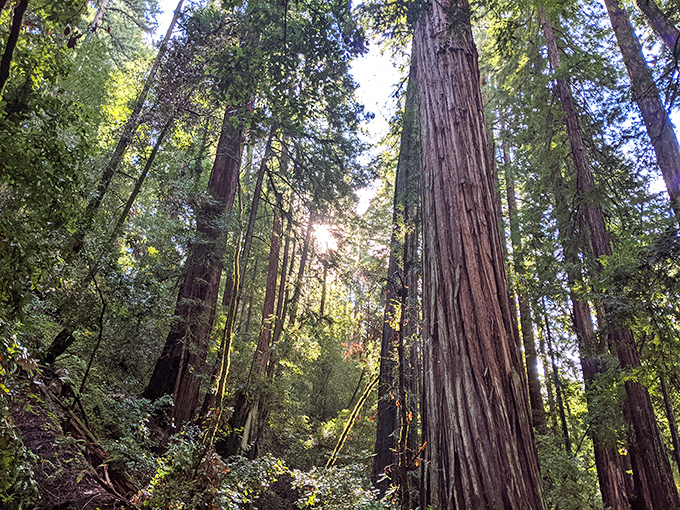 Looking up at these giants puts life in perspective. Suddenly that embarrassing thing you said in 2003 doesn't seem so important.