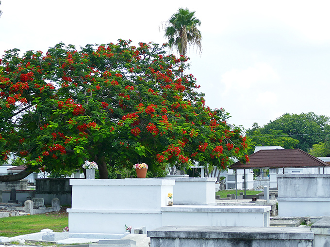 Nature reclaims its territory with this vibrant royal poinciana tree, proving that life and death dance together in this historic cemetery.