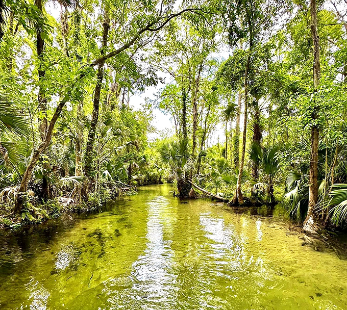 Drifting along this crystal-clear waterway feels like stepping back into Florida&rsquo;s untouched past&mdash;where nature&rsquo;s beauty is the only treasure you need to find.