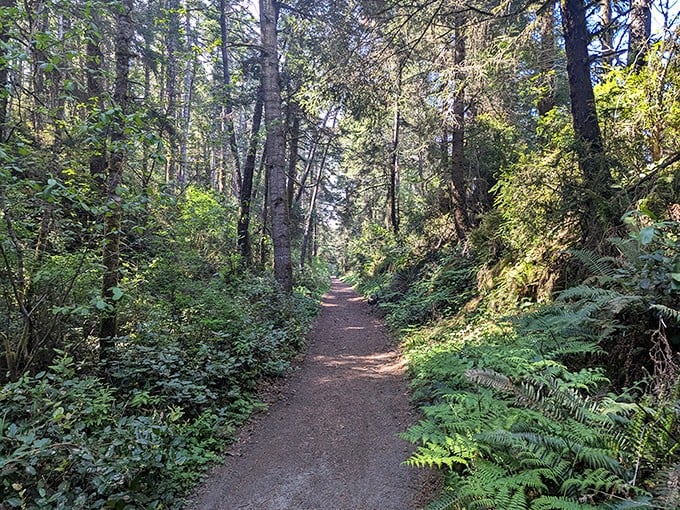 Forest bathing takes on new meaning along this sun-dappled trail, where ferns and foliage create nature's perfect corridor.