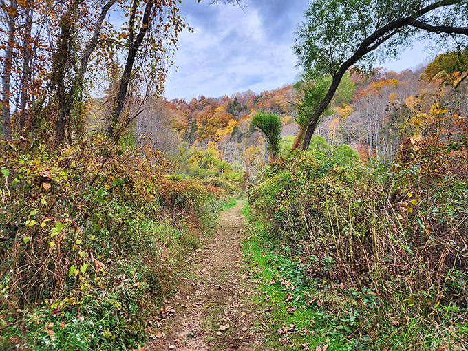 Nature's red carpet treatment &ndash; a trail winding through autumn's finest display, inviting you deeper into the wilderness with each step.