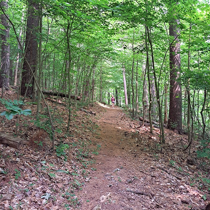 The forest practically whispers "follow me" along this sun-dappled trail. Thoreau would have written an extra chapter if he'd wandered here.