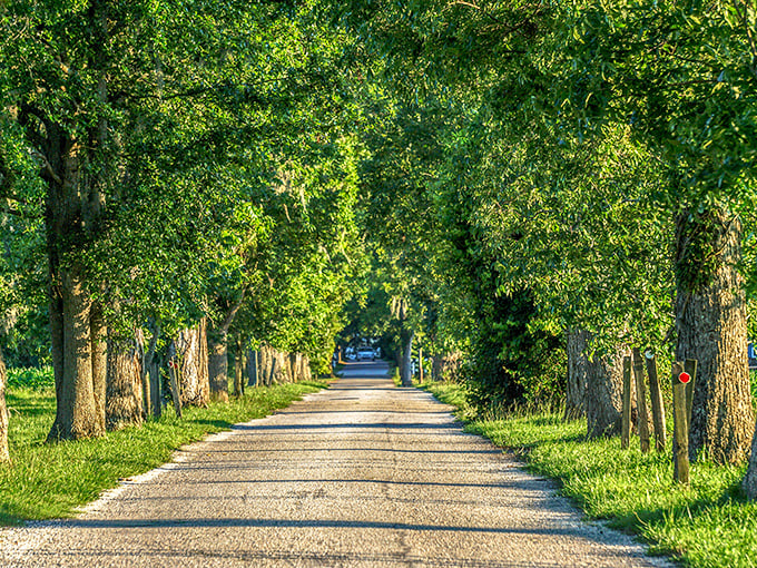 Tree sentinels stand guard along this country road, creating a green tunnel that feels like driving through a living cathedral.