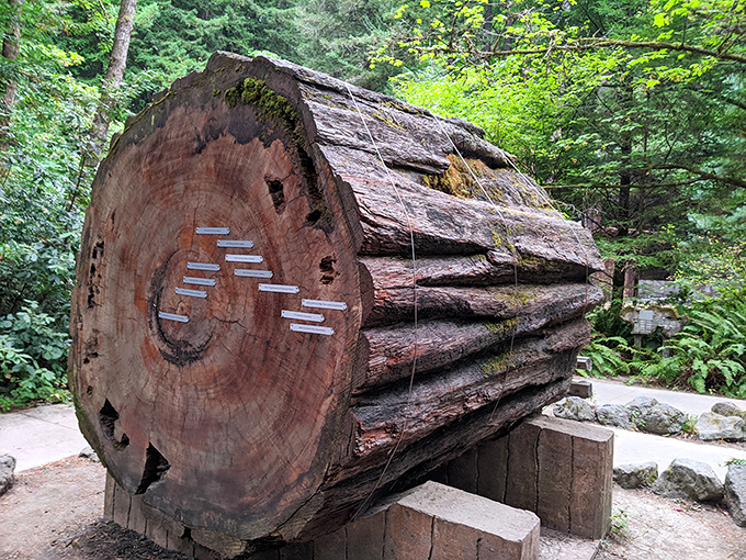 This cross-section tells stories older than America itself. Each ring whispers secrets of droughts, fires, and the patience of giants.