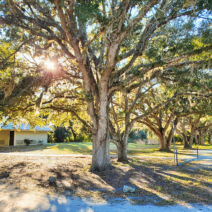 Sunlight filters through ancient oaks, creating nature's stained glass. These trees have witnessed centuries of Florida history while we humans just keep inventing new sunscreen formulas.