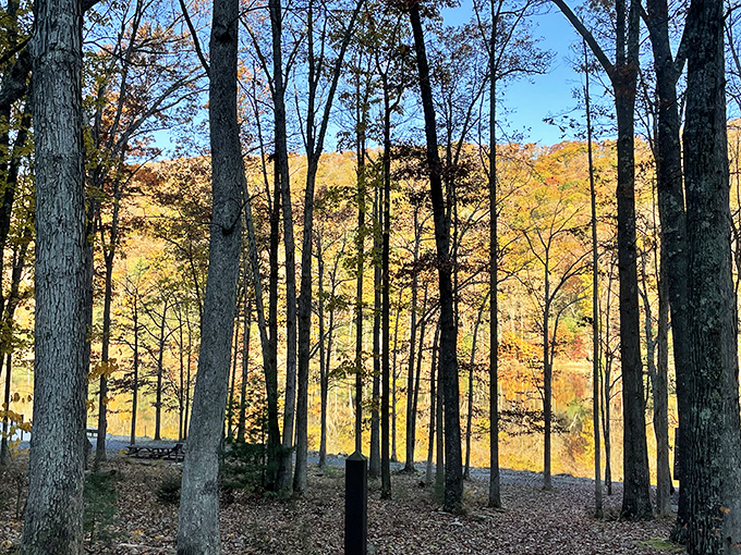 Fall fashion at its finest! Poe Valley's autumn wardrobe transforms ordinary trees into extraordinary works of art.