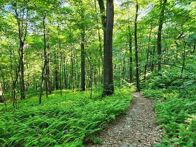 Nature's cathedral welcomes you with towering trees and fern-carpeted floors leading to spectacular riverside revelations ahead.