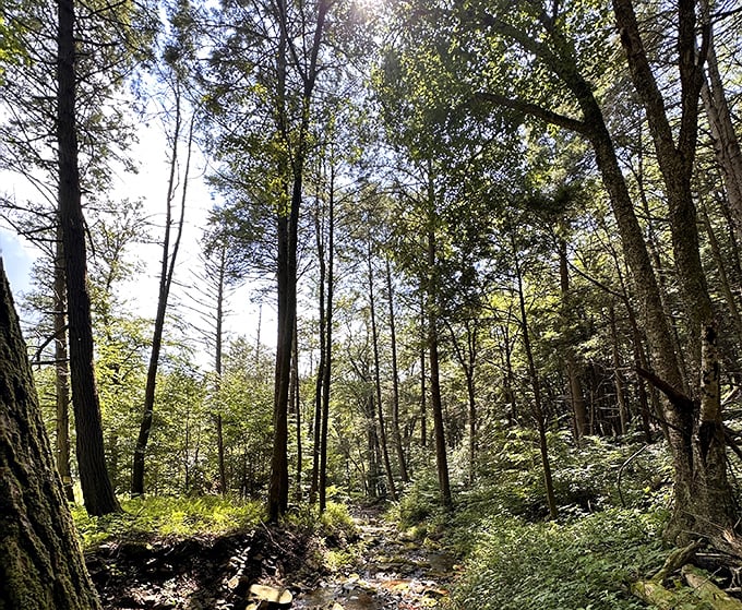 Sunlight filters through a cathedral of trees, creating nature's stained glass effect on a trail that feels like walking through time itself.