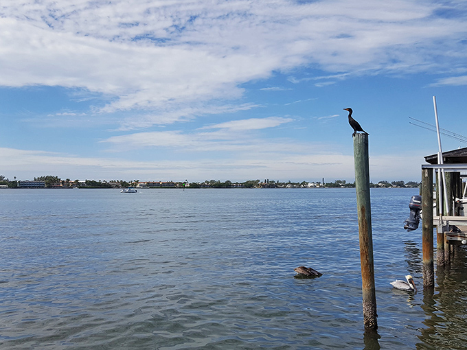 Nature's perfect perch! This cormorant in Cortez has the best waterfront view in town&mdash;even the pelicans look jealous.