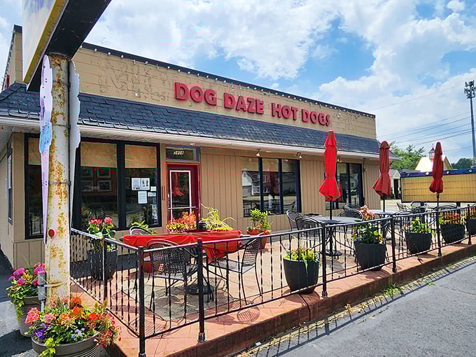 Dog Daze's cheerful patio seating transforms a simple meal into a delightful neighborhood dining experience.