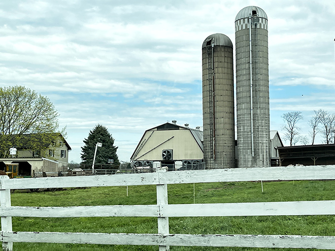 Those twin silos stand like sentinels over this pastoral paradise, watching generations of families work the land.