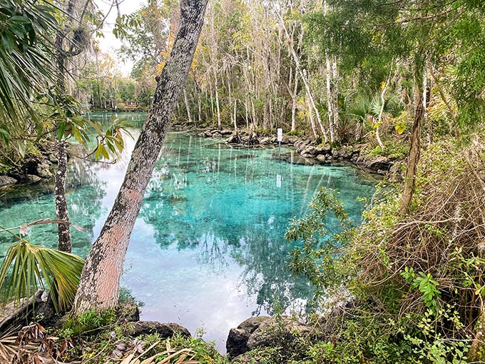 "Three Sisters Springs serves up a slice of paradise with a side of 'Is this real life?' The wooden platform practically begs you to cannonball into that emerald perfection."