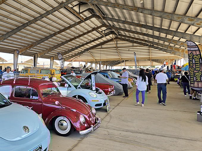 Classic cars line up like automotive candy, each one whispering tales of Sunday drives past.
