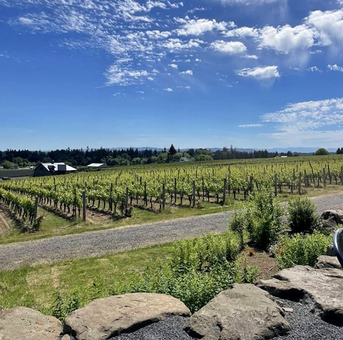 Endless blue skies frame vineyard rows that stretch toward distant mountains like nature's runway.