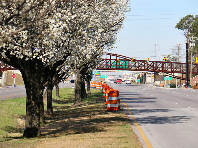 Cherry blossom trees line this quiet roadside, where the rhythm is calm and the beauty blooms free for all to enjoy.