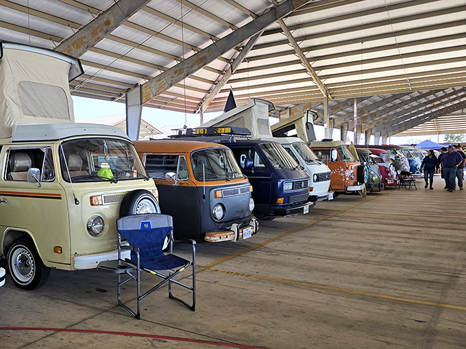 Vintage Volkswagens gather like old friends at a reunion, ready to steal hearts and wallets.
