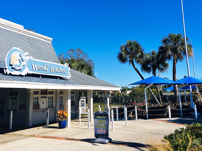 Florida's original entertainment, proving mermaids existed long before Disney thought of princesses. 