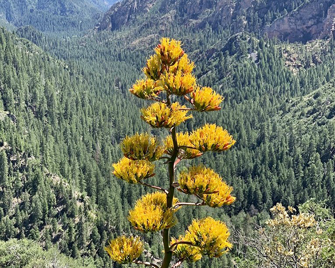 This century plant's dramatic yellow bloom stands like nature's exclamation point against the canyon backdrop, its once-in-a-lifetime flowering spectacle worth the wait.