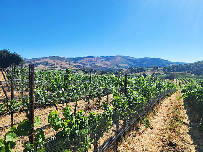 Vineyard rows march toward distant hills, proving that world-class wine country doesn't need to come with world-class price tags. Pinot paradise without the pretension.