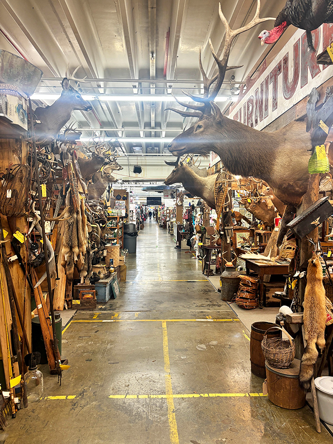 Where the wild things are! This hunting-themed section showcases impressive taxidermy alongside rustic decor that screams "Virginia outdoorsman's dream den."