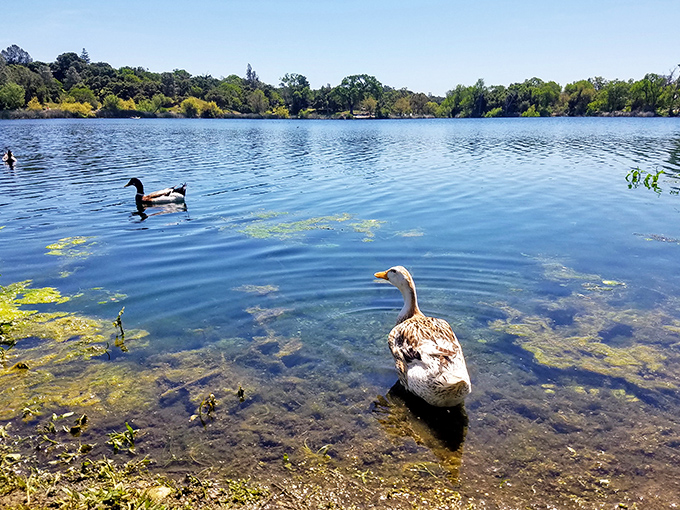 At Atascadero Lake, even the waterfowl seem to understand they've got prime California real estate without the premium price tag.