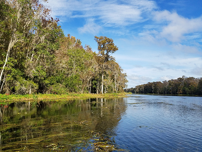 Mirror-like waters reflect Florida's wild soul at the Aucilla Wildlife Management Area, where cypress trees stand sentinel over landscapes untouched by time.