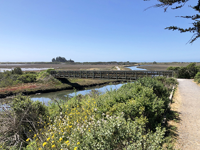This isn't just a trail &ndash; it's nature's front row seat to a wetland symphony, complete with wildflowers providing the visual soundtrack.